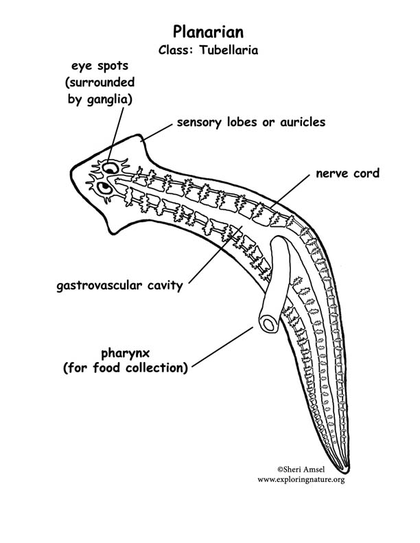 Planarian Flatworm Coloring Page